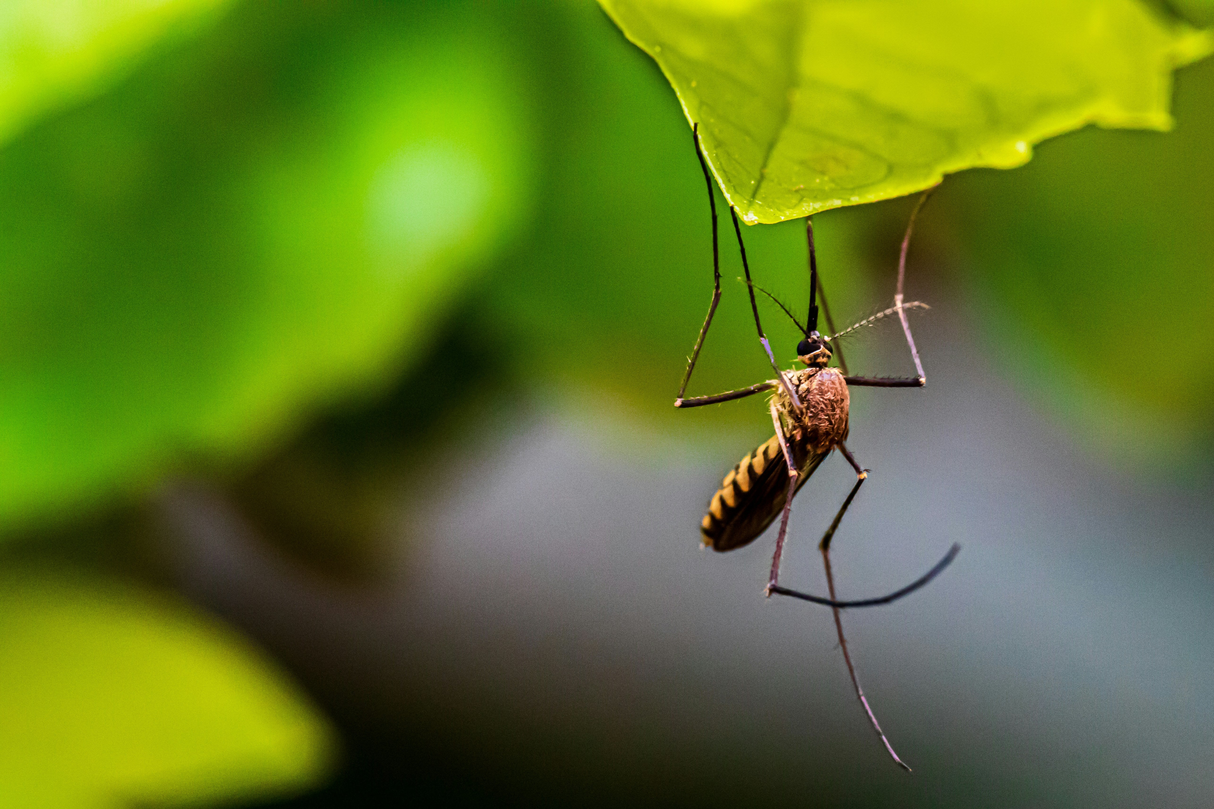 Bug Season in Ontario: What’s Buzzing and When? – Campa